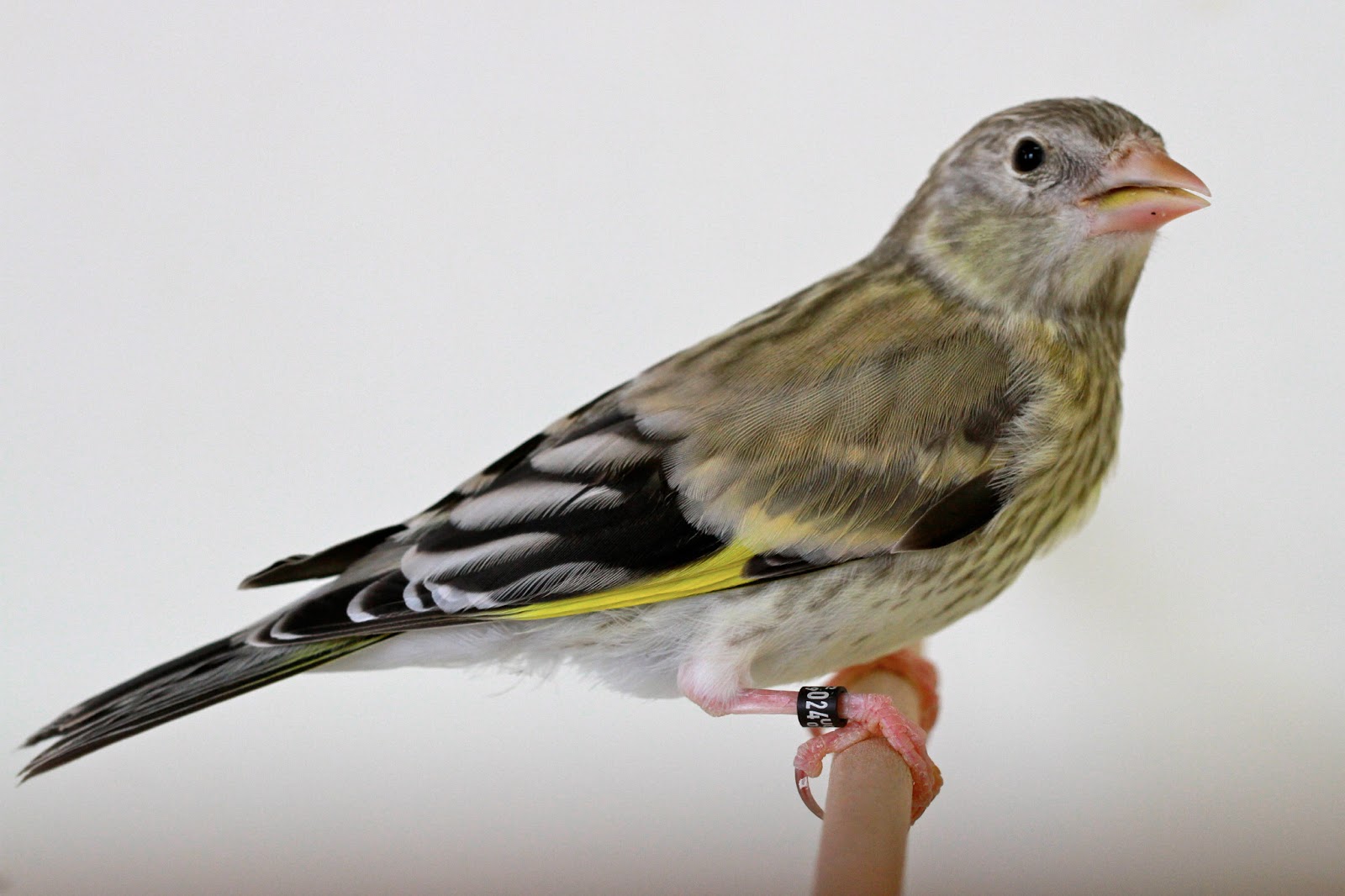 Club Carduelis: F1 Verdier x Chardonneret en mutation agate