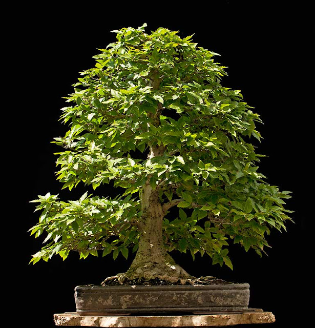 Walter Pall Bonsai Adventures: Japanese beech #2