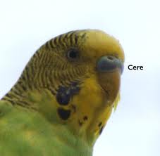 Parts of bird beak: cere