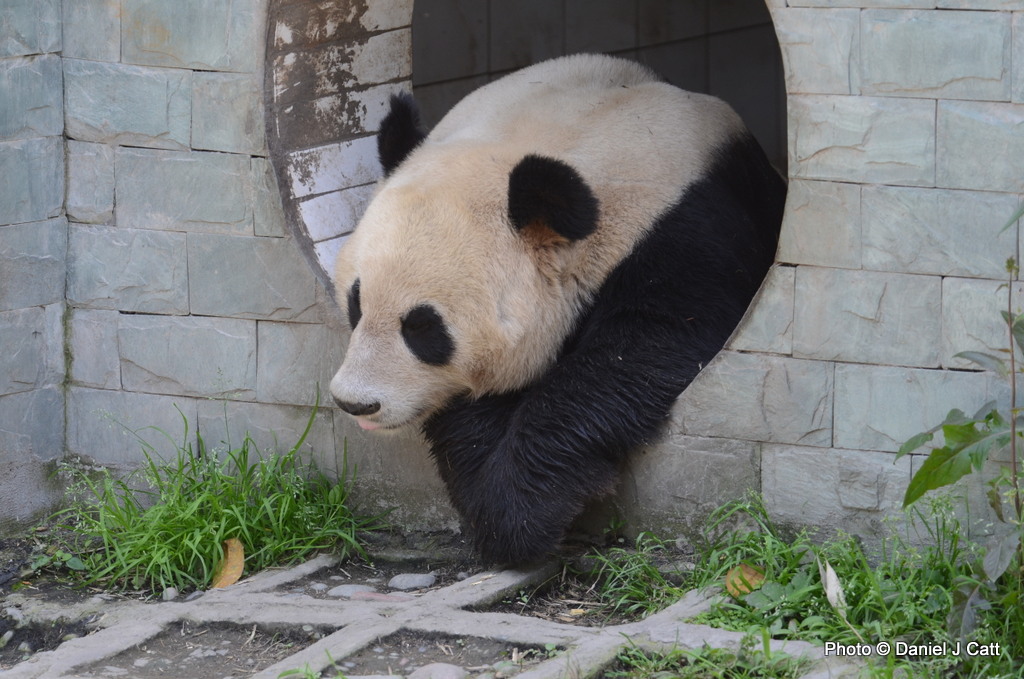 Catt-Trax 3: A Healthy Planet, A Healthy Future: Kung Fu Giant Panda ...