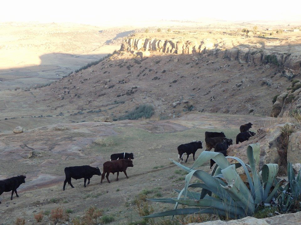 Adventure of Beth: Cows