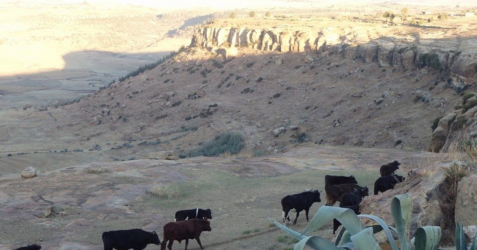 Adventure of Beth: Cows