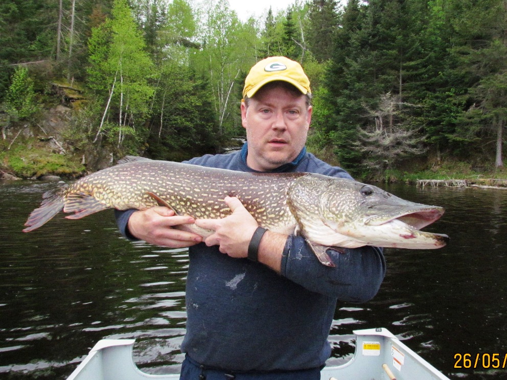 Bow Narrows Camp Blog on Red Lake Ontario: Big, big fish are being caught