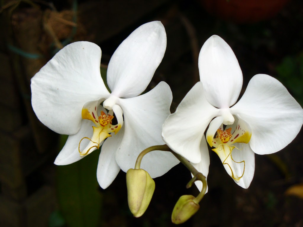 Pesona Bunga Anggrek Bulan IndonesiaBlog berita lengkap tentang dunia ...