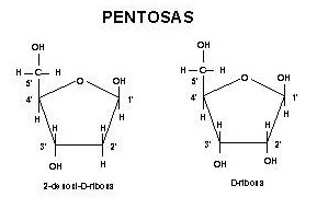 Rincon de la Biología: carbohidratos