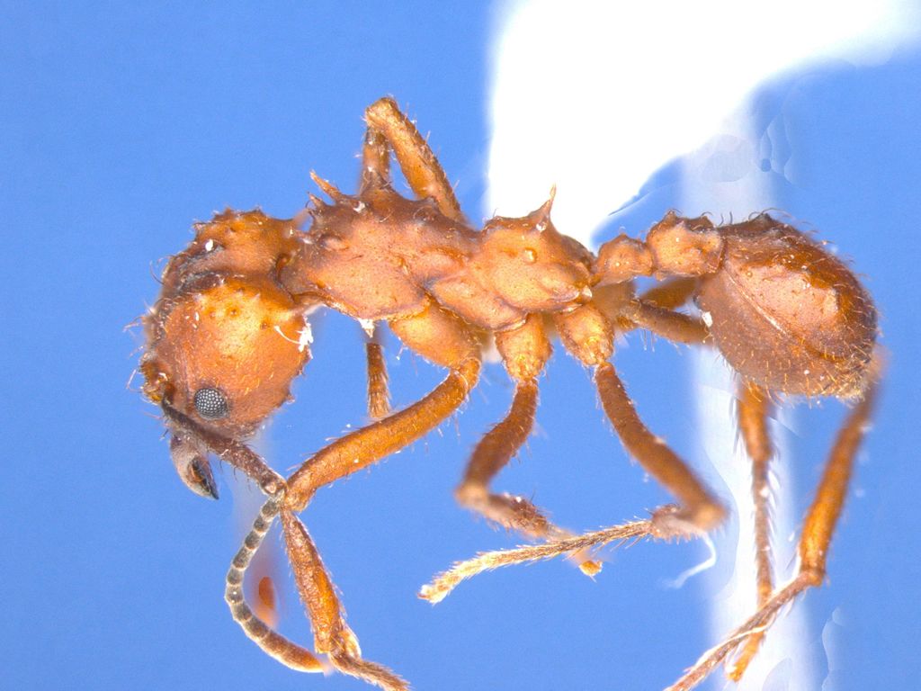 O Império Myrmex: Acromyrmex (pt)
