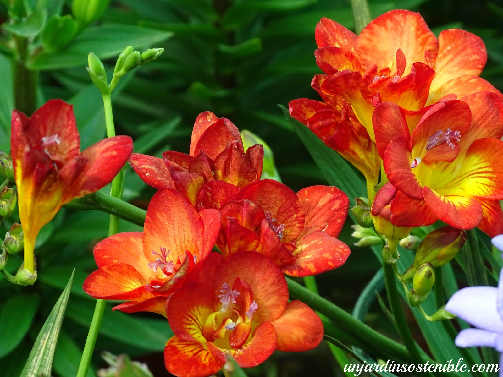 Freesia (Fresilla) "De las primeras en florecer"