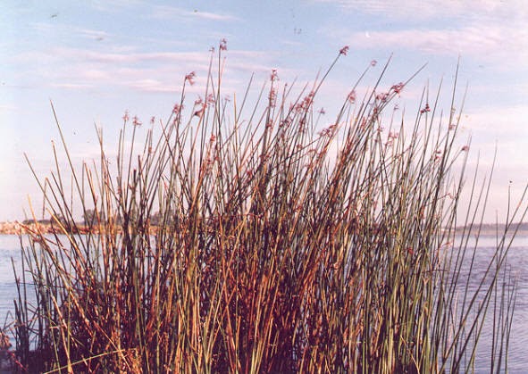 Flora Islas del Parana: Juncales