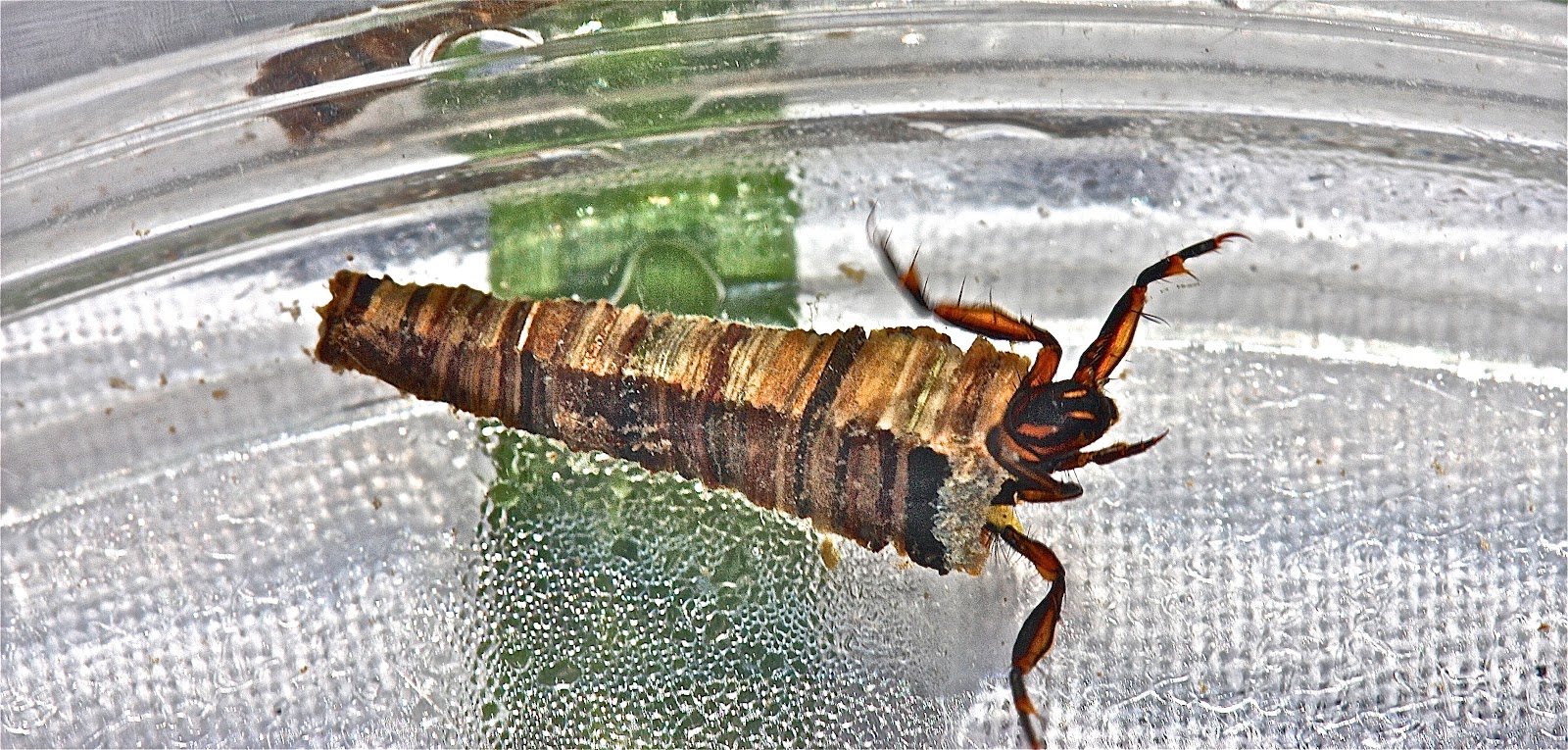 Caddisfly Larvae Case