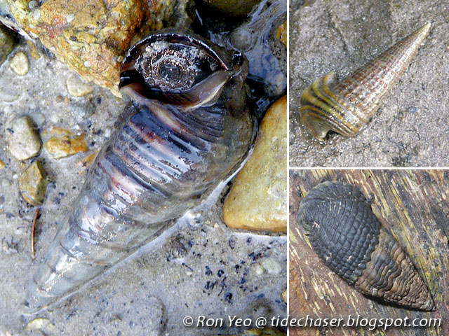 tHE tiDE cHAsER: Marine Snails of Singapore
