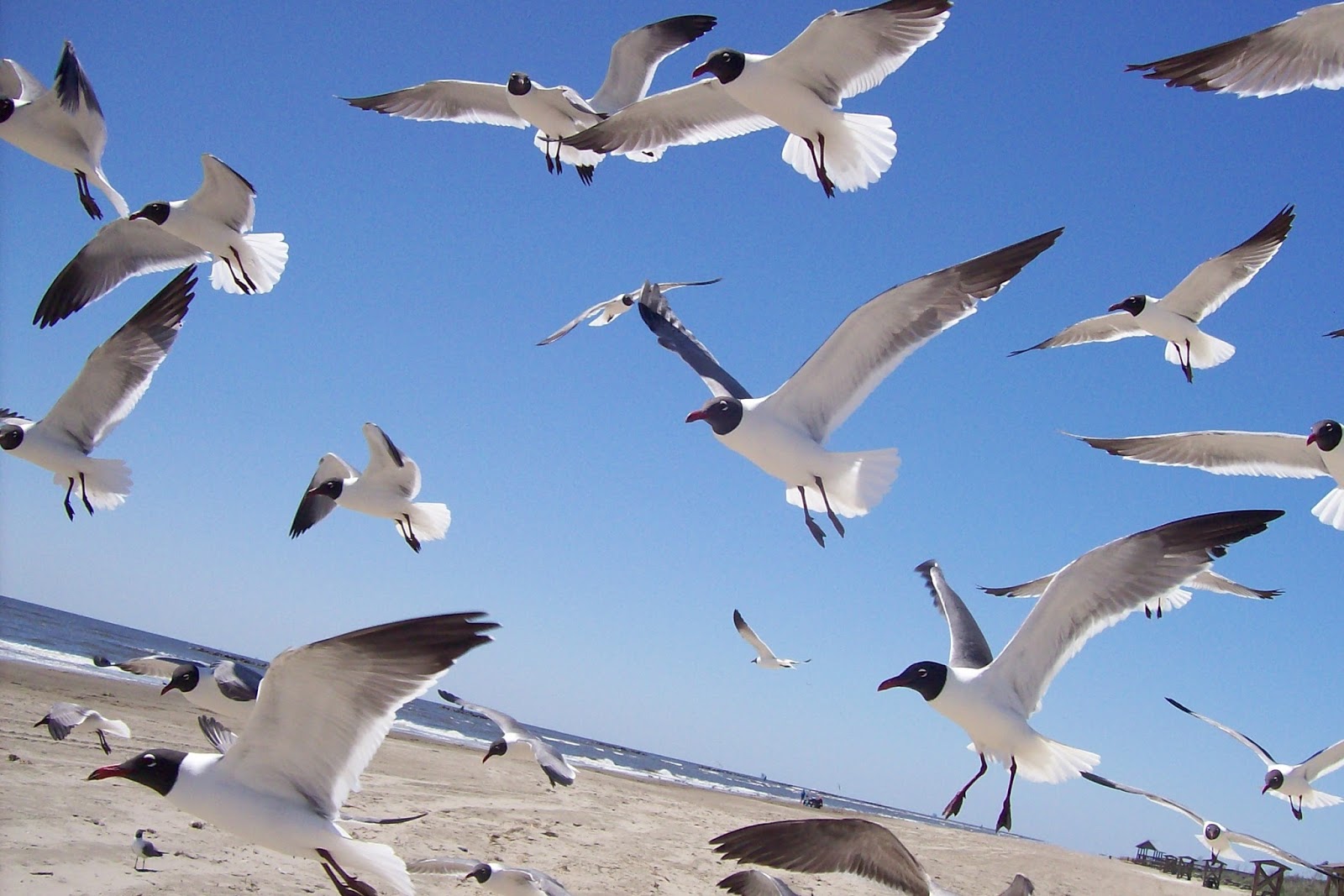 Wallpapers Fair: Sea Birds Image