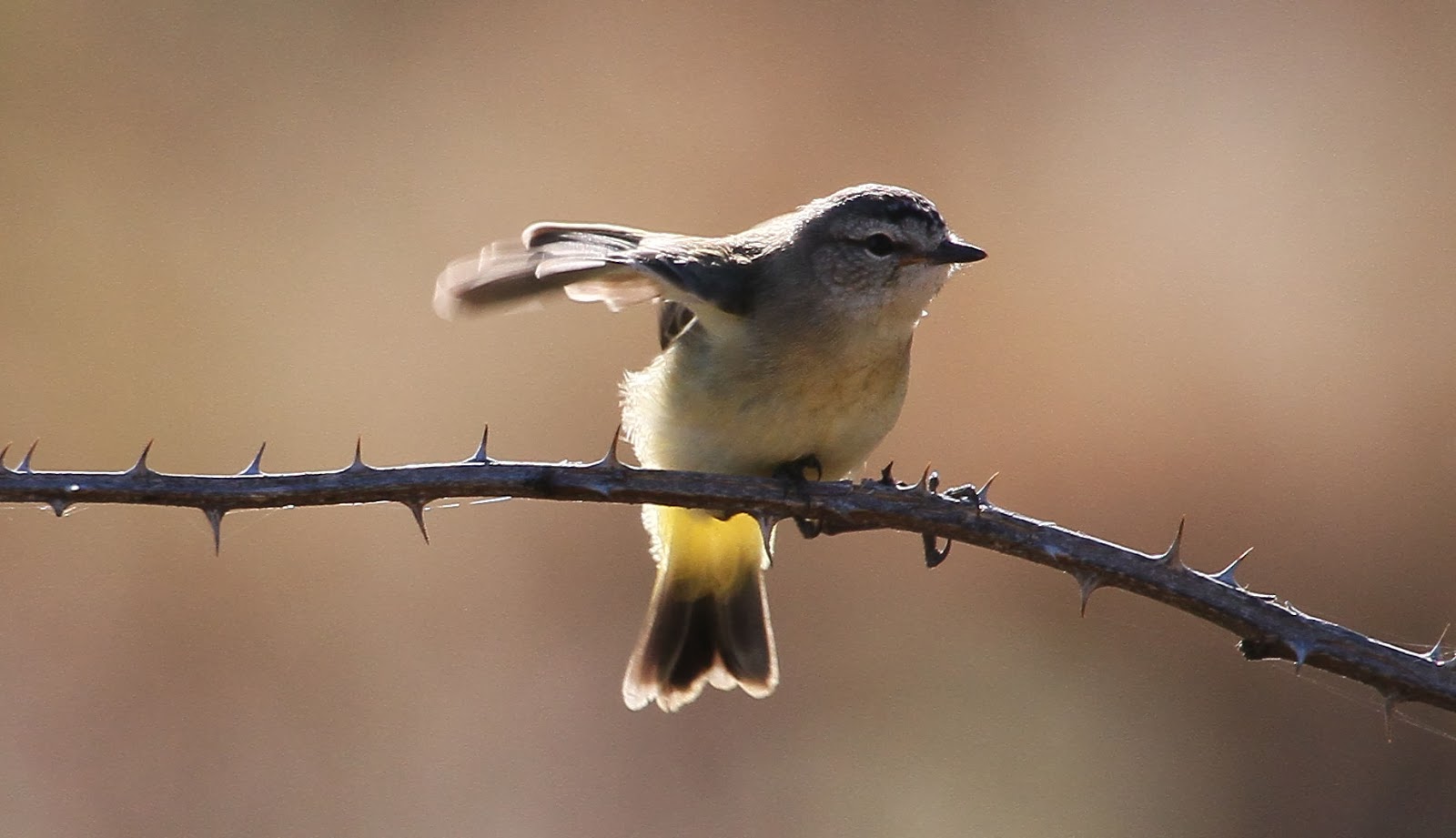 Richard Waring's Birds of Australia: Birds of Wee Jasper - end of 2013