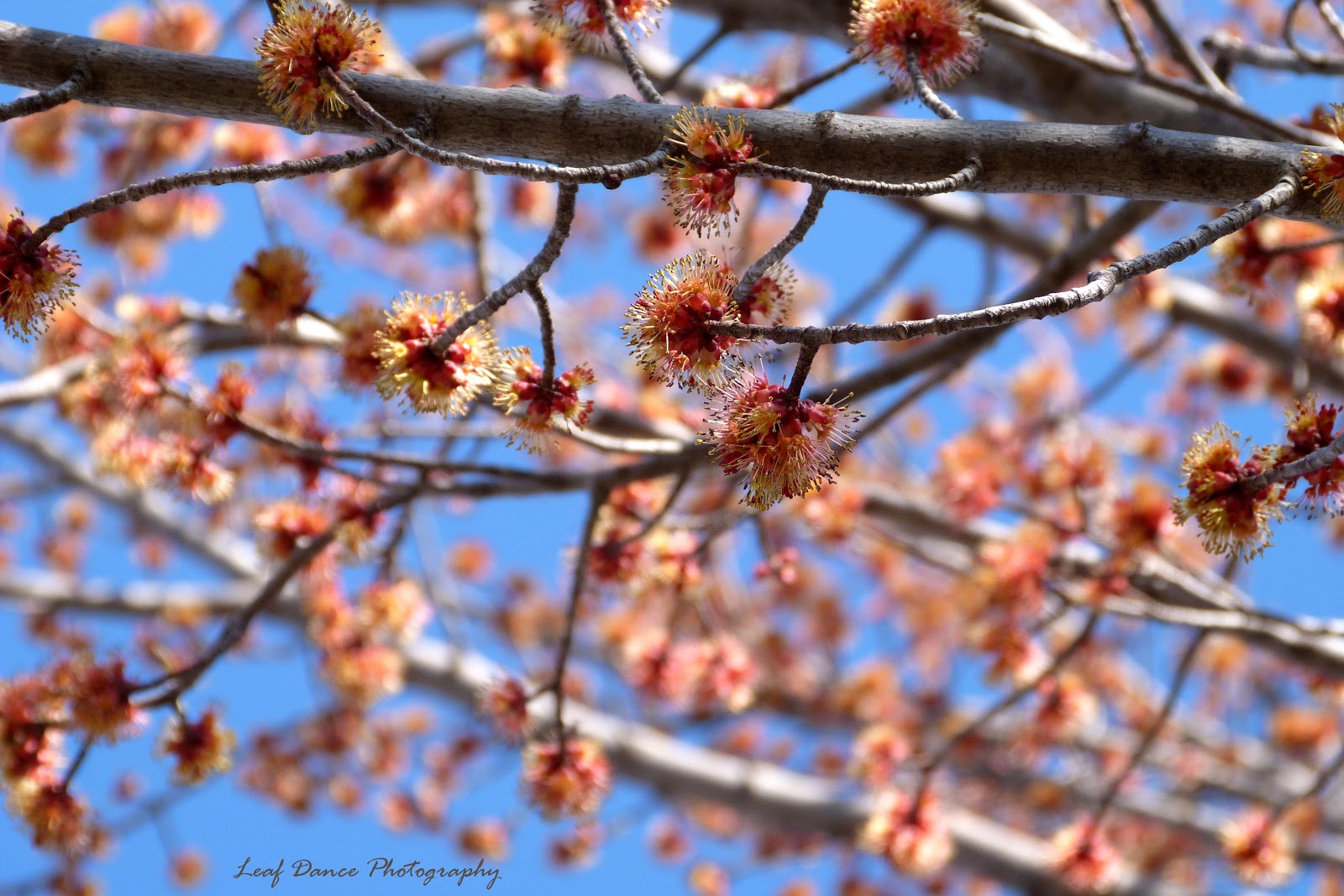 Leaf Dance Photography: Trees in Bloom # 6 // Maple Blossoms