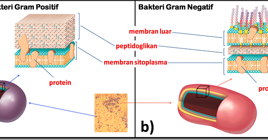 Metode Pewarnaan Gram pada Pengamatan Sel Bakteri - Salty Light