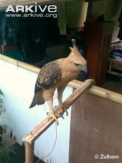 Hewan Unggas - Elang Jawa | Susanto Wisata