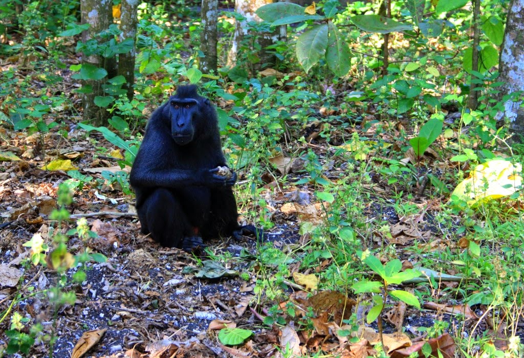 Sulawesi, Pulau di Indonesia dengan Fauna Terunik | Basecamp Petualang
