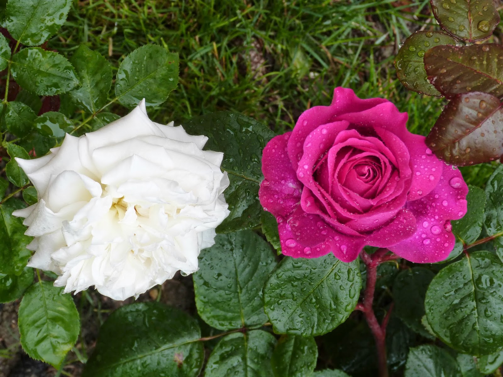 Un jardin, des fleurs: Roses, fraises, framboises... sous la pluie
