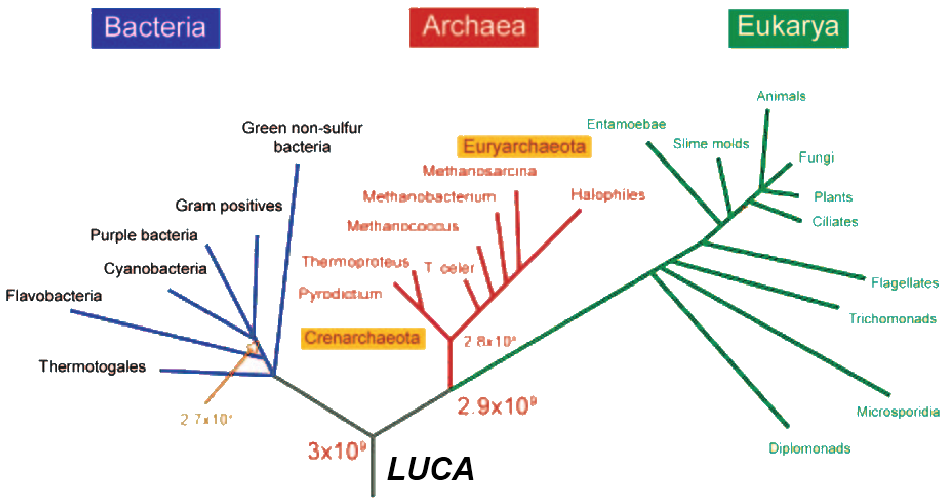 B.log.ia 2.0: Evolución prebiótica y origen de la vida III: LUCA y el ...