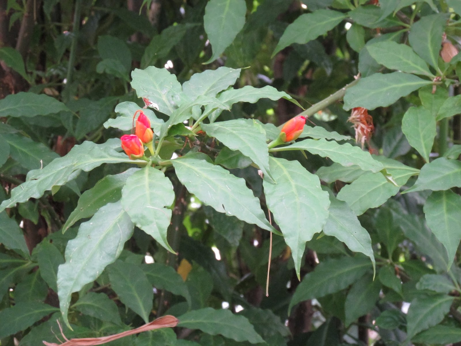 .: Ora Pro Nobis: todos os tipos