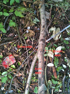 Outdoor Maths: Looking at different angles in nature | Creative STAR ...