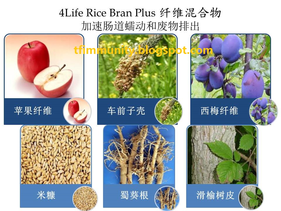 Transfer Factor and Immune System: Rice Bran Plus