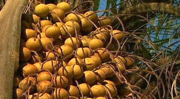 Veja Bem-Vindo ao blog as Mazelas do Recife: Macaíba Brasileira