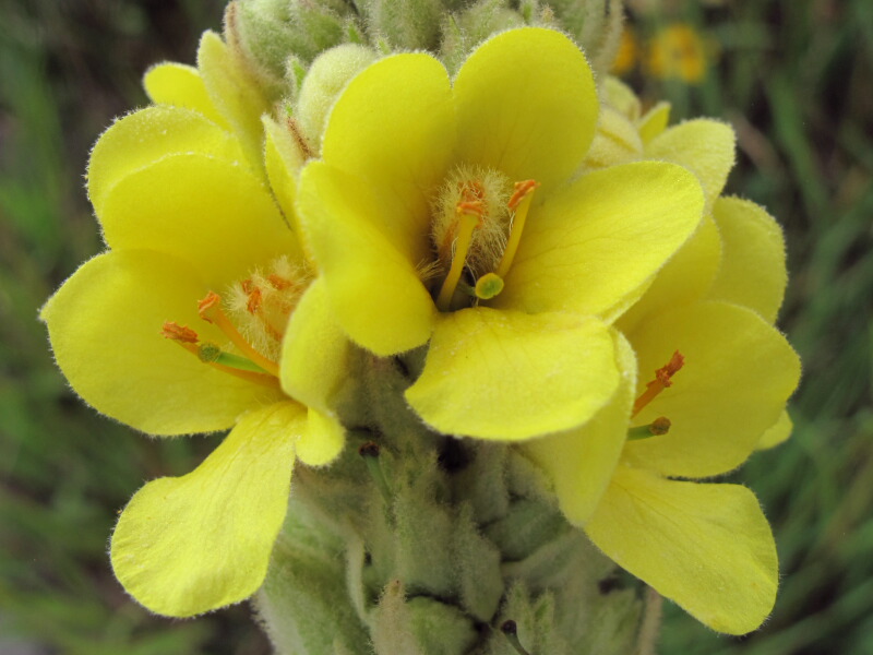 The Joyce Road Neighborhood: Wildflower - Common Mullein