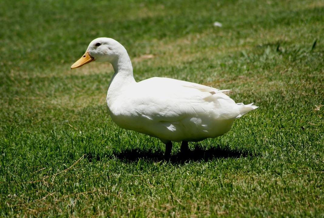 A photo, A thought............: Bird: Pekin goose.........