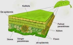 BİLKEM: BİTKİ BİYOLOJİSİ