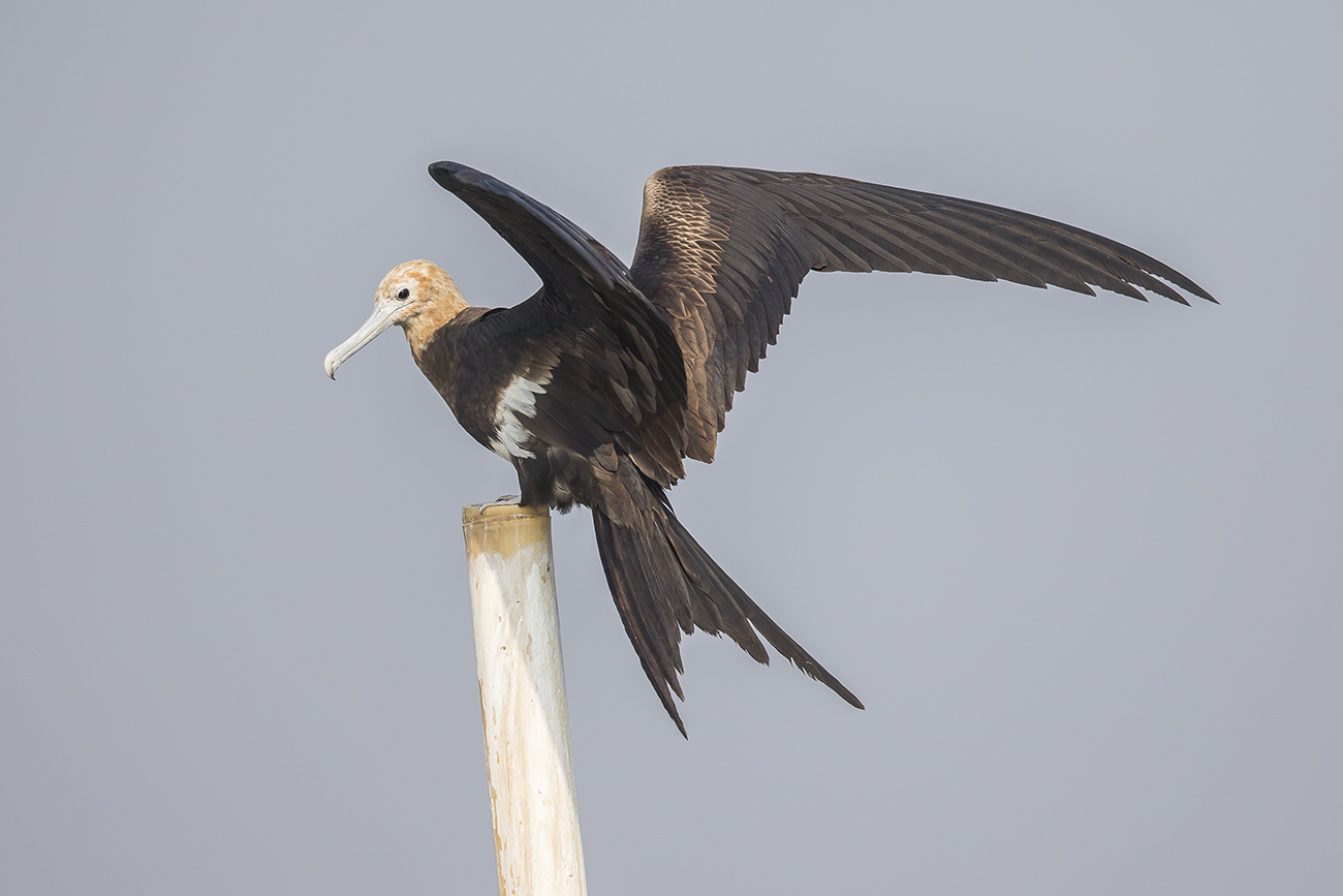 As The Crow Flies - a Hong Kong Birding Blog: West Java - August 2018 ...