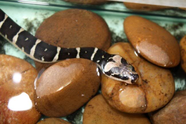 งูหัวกะโหลก (Homalopsis buccata) - งูไทย ใจกล้า