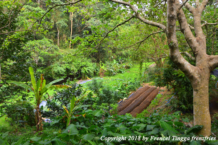 Frenz Fries: Lotus Valley Farm, San Juan La Union