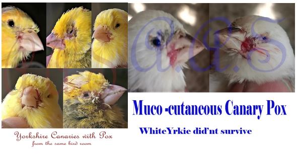 تطور تربية طائر الكناري والطيور المدجنة في لبنان: جدري الكناري والطيور ...