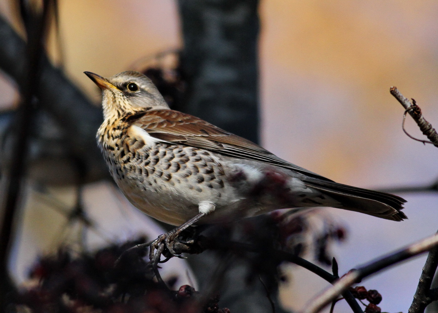Kilometer G 0945: DROZDY SLOVENSKA