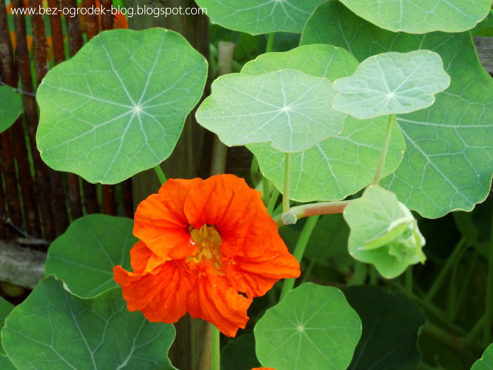 Nasturcje jak kapary | BEZ OGRÓDEK | blog ogrodniczy