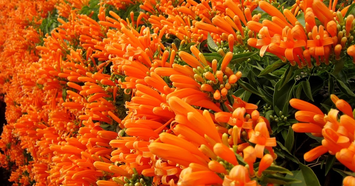 Ciri Morfologi dan Klasifikasi Bunga Agustus - Biologizone