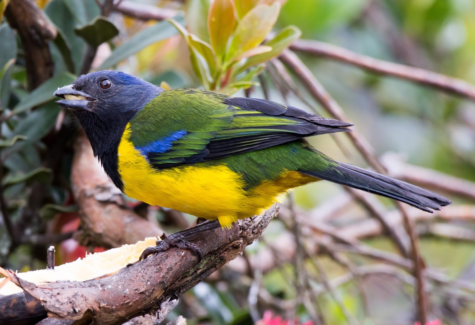 Gordon's Birding Adventures: Ecuador - The Tanagers