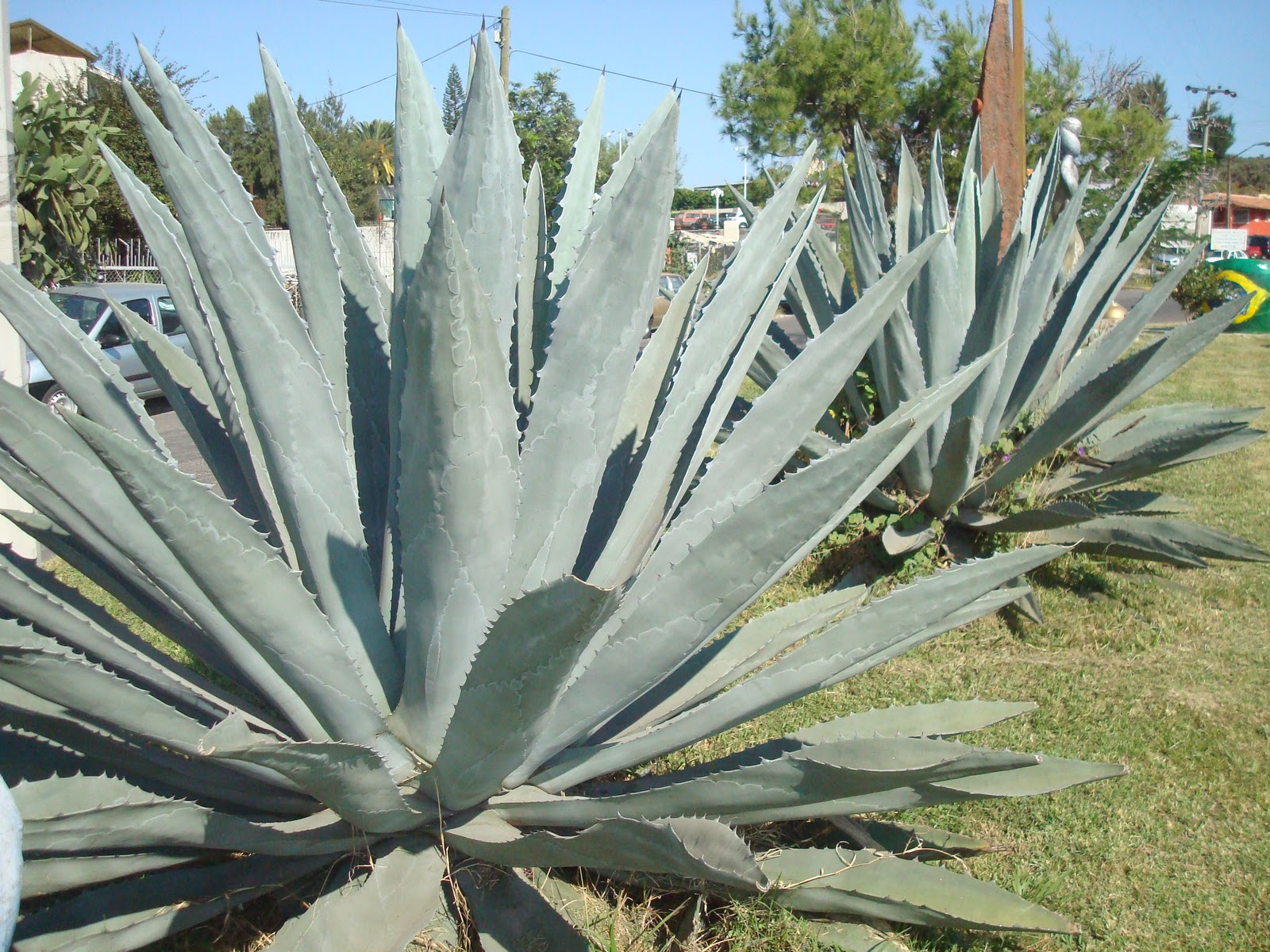 sancarlosfortin: magueyes en tesistan jalisco