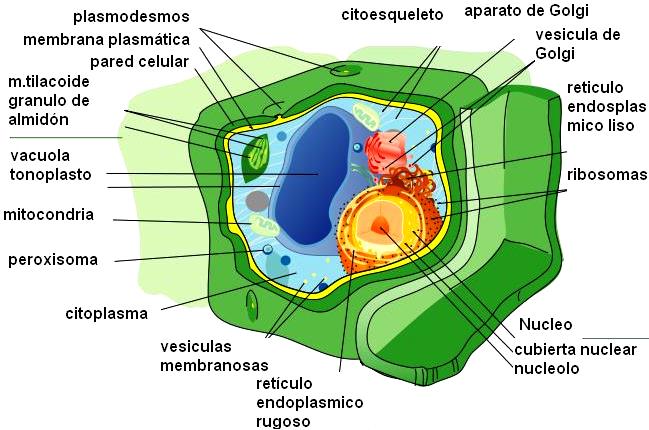 DE JESUS GÓMEZ: IMAGENES DE LA CELULA VEGETAL SEÑALANDO SUS PARTES