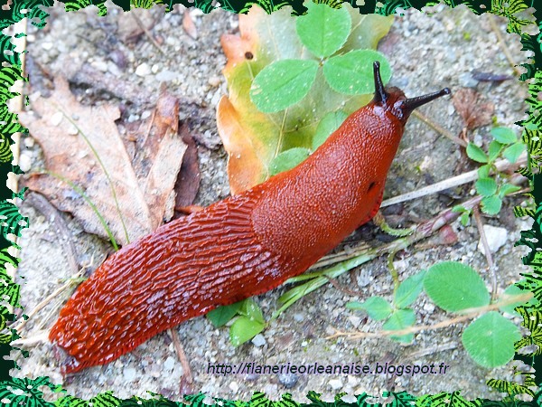 Flânerie Orléanaise: Les limaces de la forêt