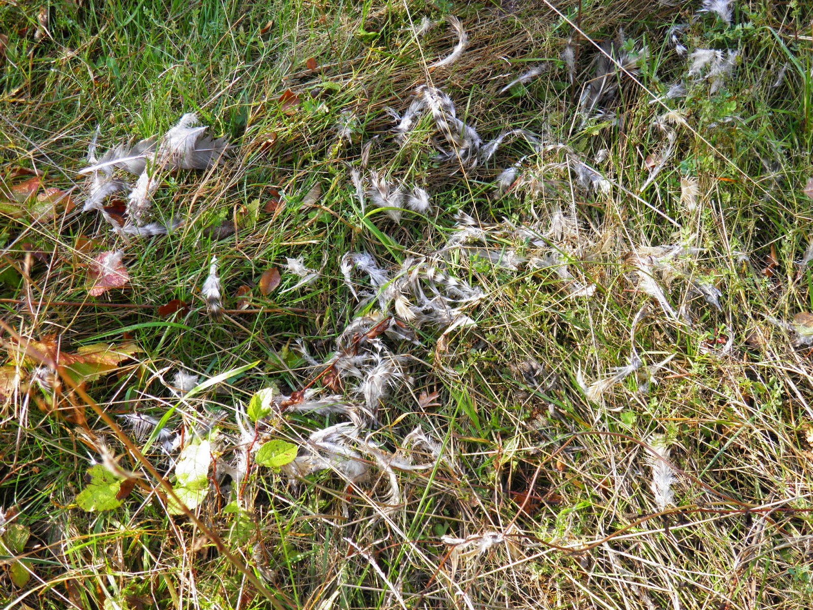 PASARI DIN ROMANIA: ULIU PORUMBAR (ULIUL GAINILOR), Accipiter gentilis