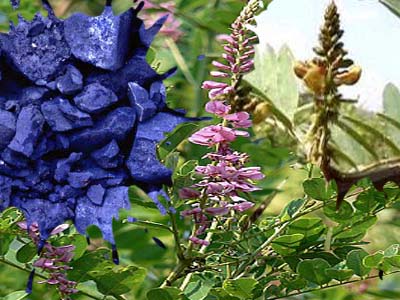 O Jardim de Deus: Anileiro - Indigofera anil