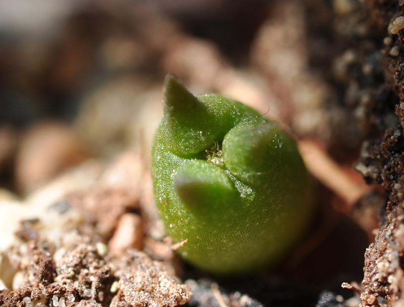 LOPHOPHORA: Tricotyledon Echinocactus polycephalus seedling ...