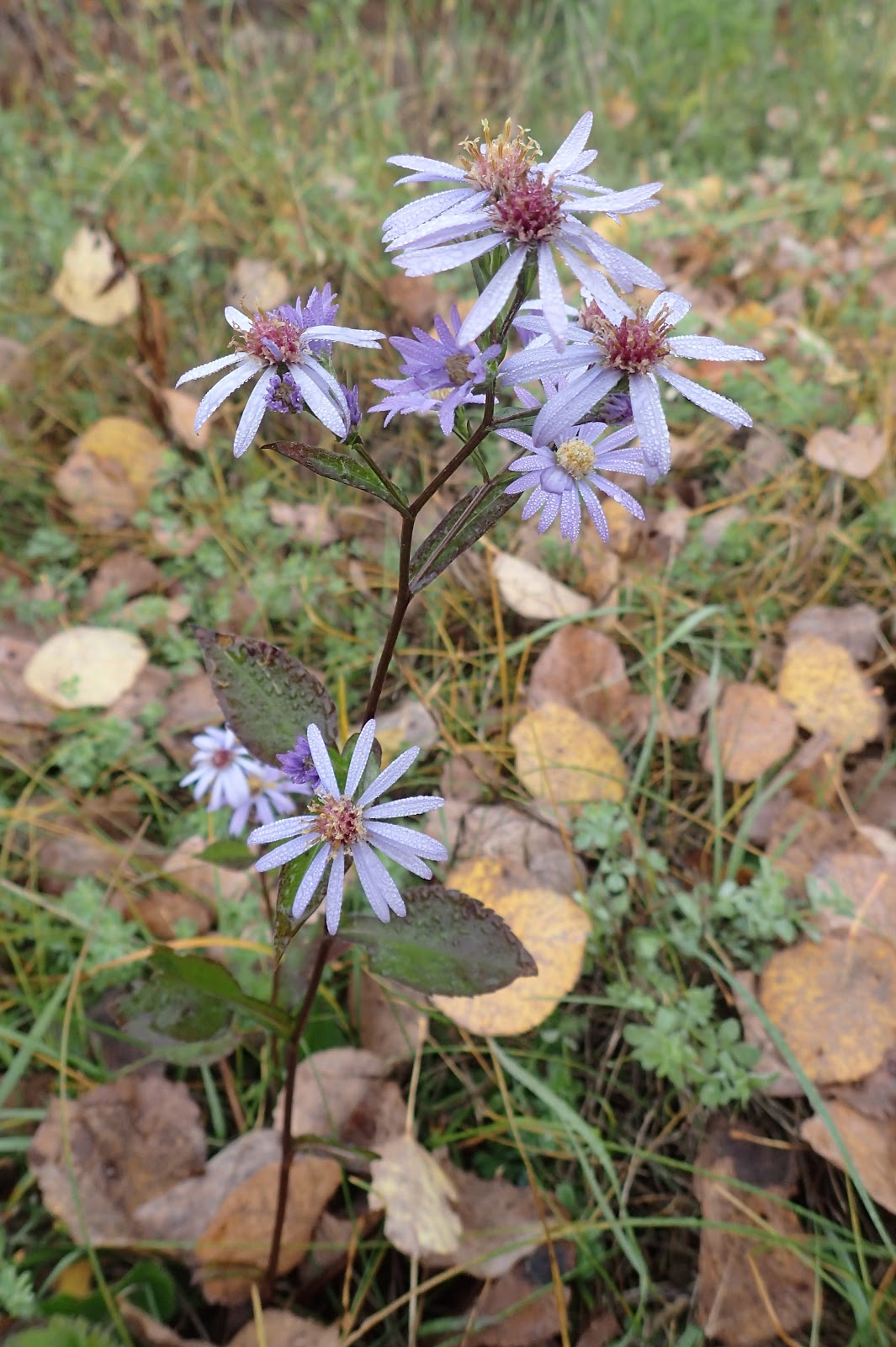 The Continuing Adventures of Eric, Noelle and Sierra: Voyageurs ...