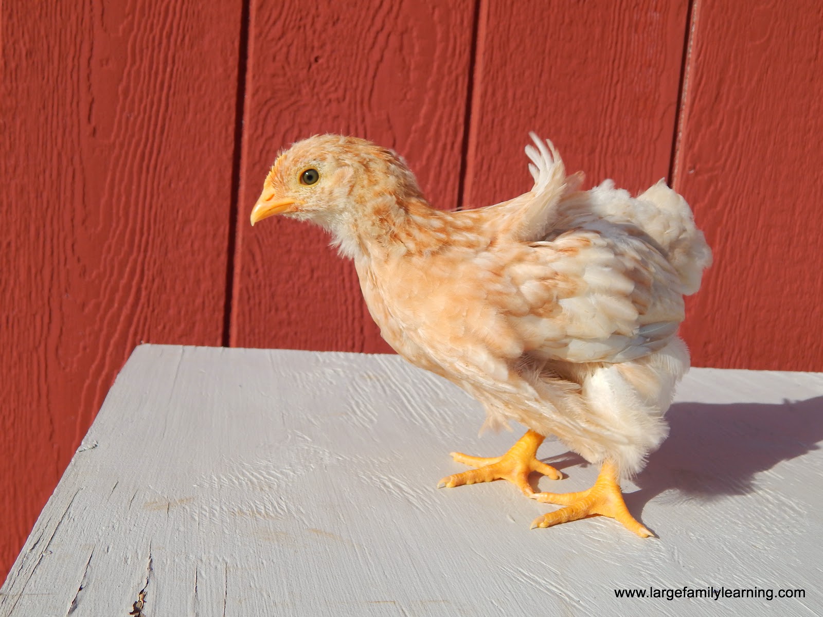 Large Family Learning : Raising Baby Chicks: 4 Weeks Old