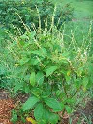 Old Time Remedies, Health and Wellness: Guinea Hen Weed: A Powerful ...