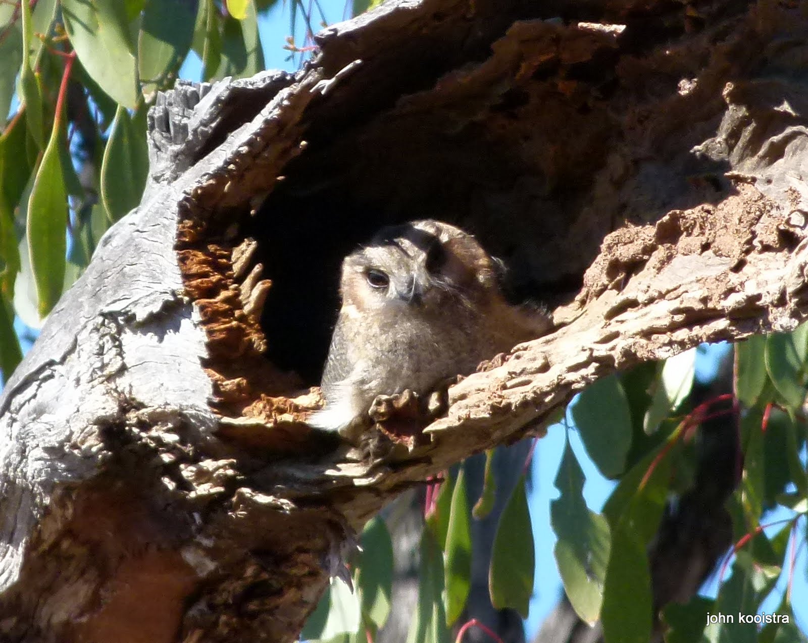 QUEENSLAND BIRDER - Birds and the natural world at home and away ...