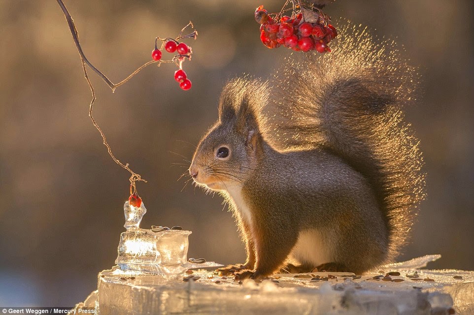 White Wolf : 10 Stunning pictures capture beauty of red squirrels in ...