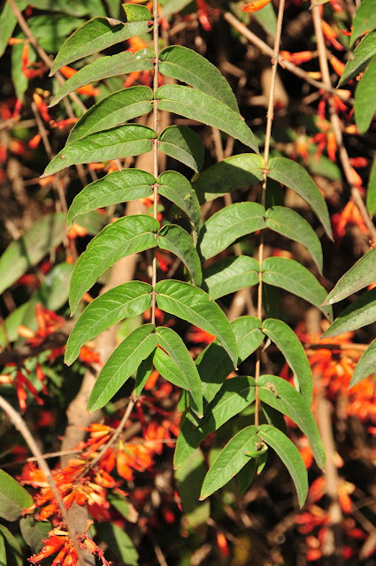 March 2018 ~ අපේ ඔසුපැළ Medicinal Plants of Sri Lanka