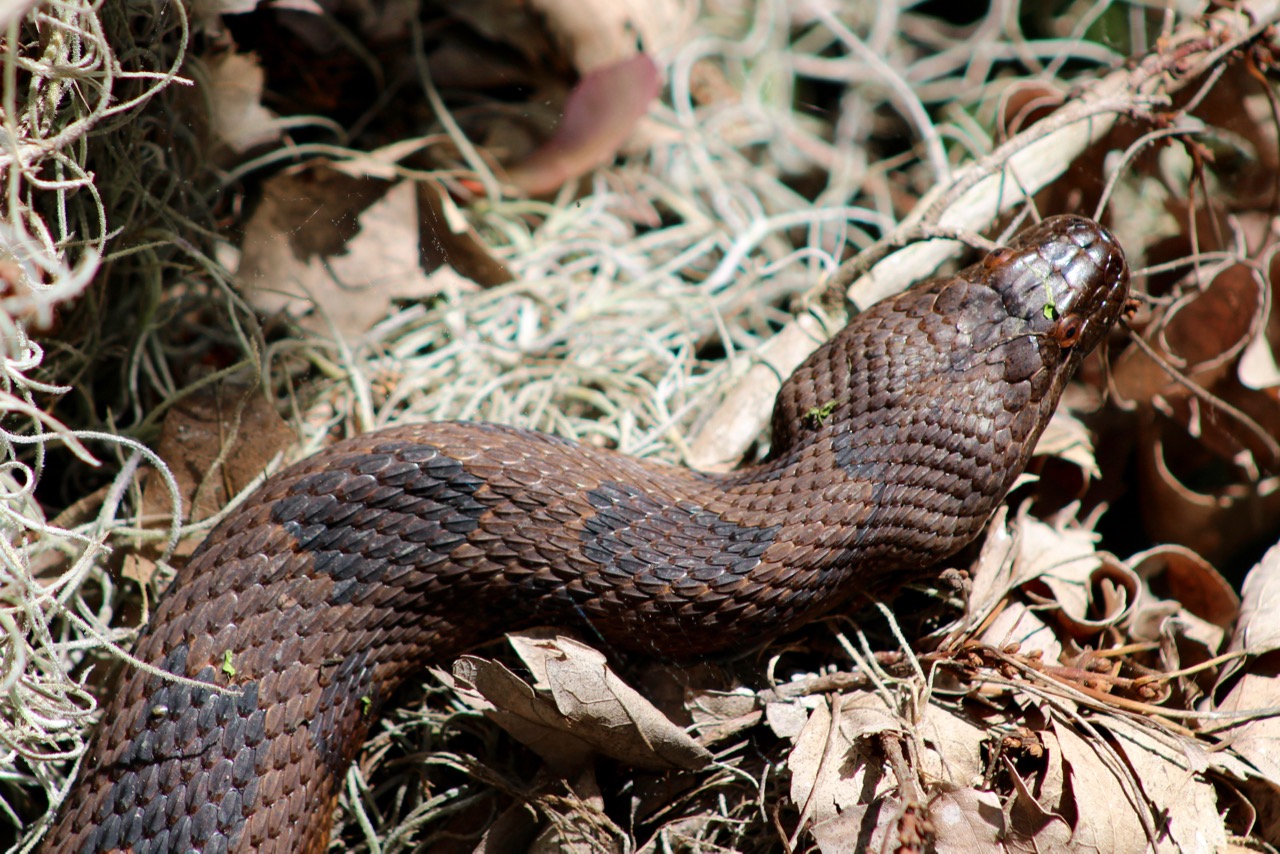 Photos Now and Then: Brown Water Snake, trying to intimidate